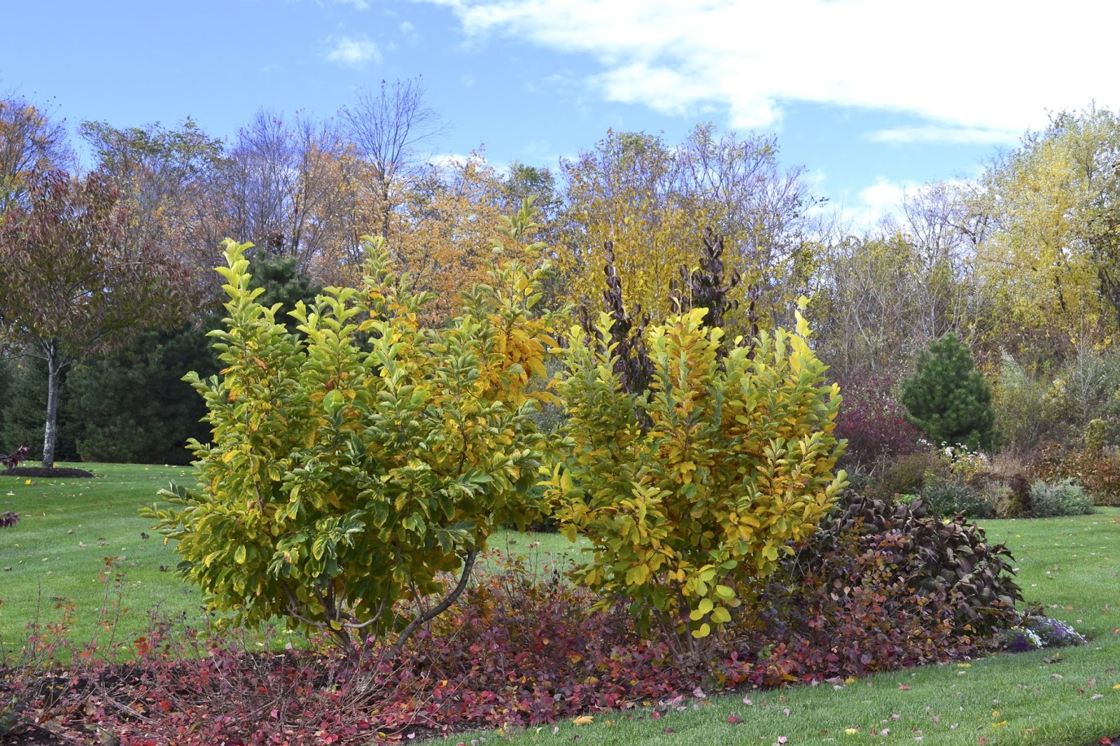 Plant Inventory at 20 Timothy : Hamamelis vernalis / Spring Witch Hazel