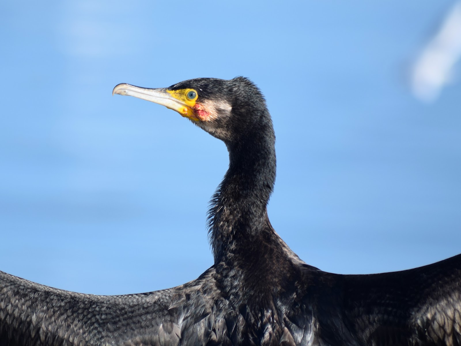 Imagens da vida animal: Avifauna de Almada (XIX): Corvo-marinho-de ...