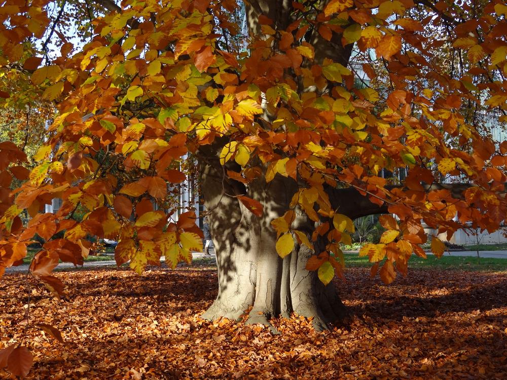 ultimul anotimp...: septembrie 2010