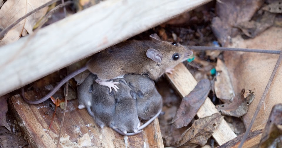A Day in the Life of a Zookeeper: A Look Back at the Weekend