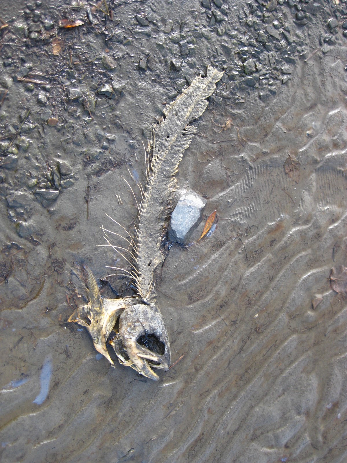 Jana's Journey to Alakanuk: Boatride to Emmonak