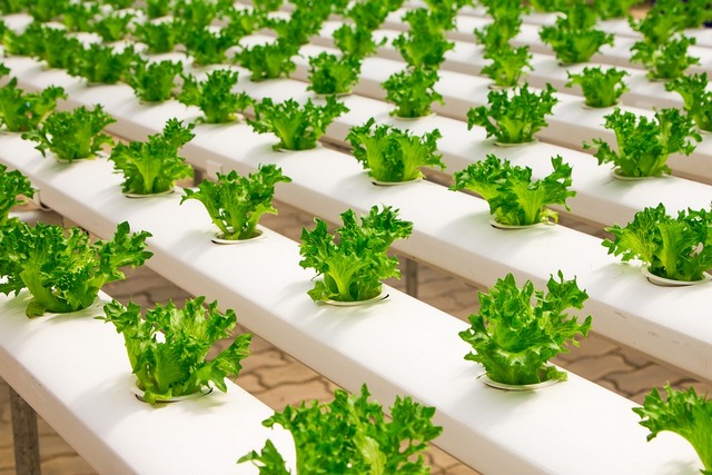 Types Of Vertical Farming For The Future Agriculture Technology And Business Market Types Of Vertical Farming For The Future Agriculture Technology And Business Market