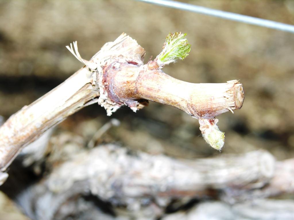 Xtremehorticulture of the Desert: Fertilize and Increase Watering as ...