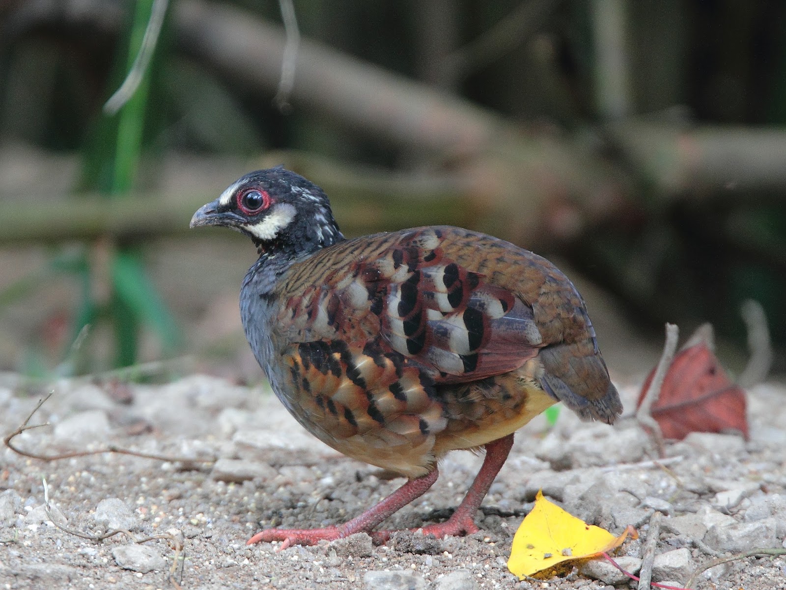 Mike is the name Birding is the game ( Birding in Malaysia - Malaysian ...