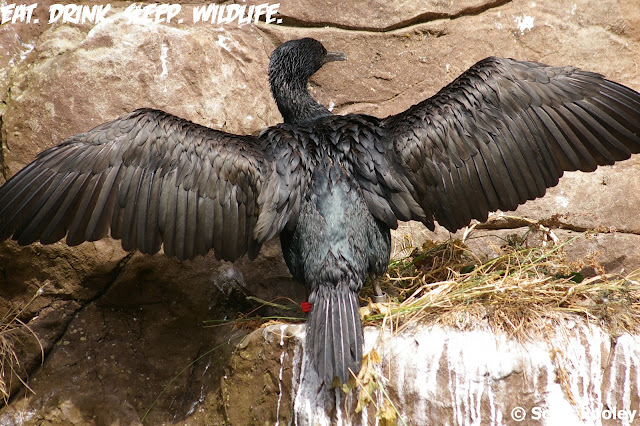 Bank Cormorant | Eat. Drink. Sleep. Wildlife Photography.