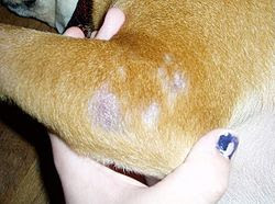 Pet Problems: Skin Disease (Canine Seborrhea) | Dogs