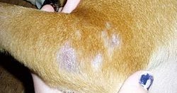 Pet Problems: Skin Disease (Canine Seborrhea) | Dogs