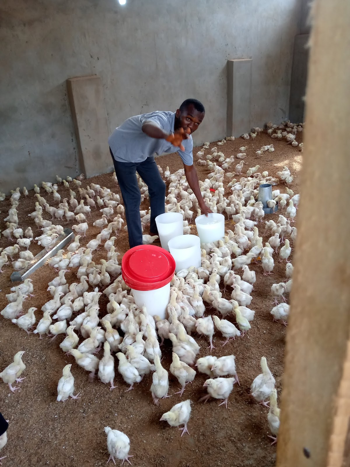 COMMON PROBLEMS, POSSIBLE CAUSES AND ACTIONS TO BE TAKING IN POULTRY ...