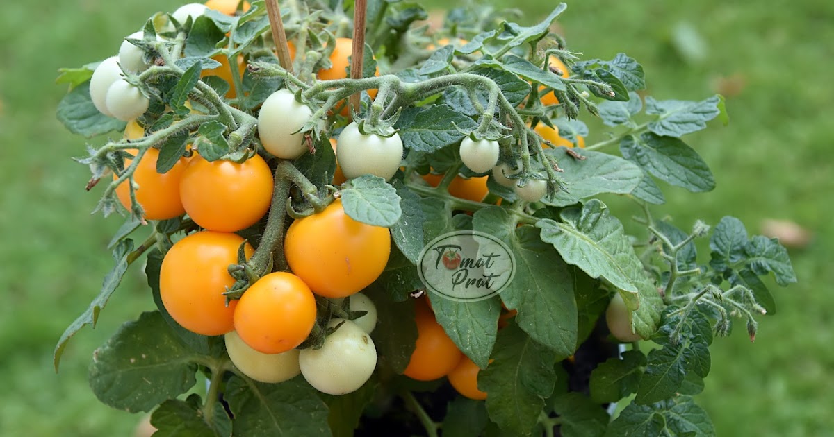 Helenes Tomater: Micro Tom Gold