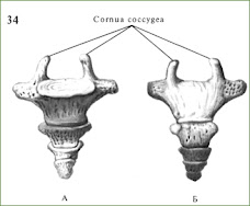 Os coccygis