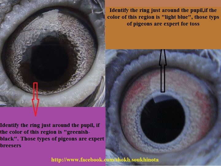 Pigeon Diary: Pigeon EYE SIGN