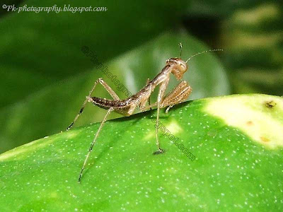 Baby Praying Mantis | Nature, Cultural, and Travel Photography Blog