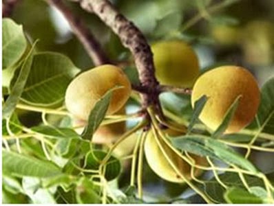 Namibia Reservations: Facts about the Morula Tree-Namibia