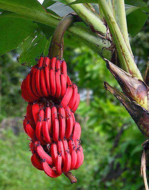 Garden and Farms: Red Banana