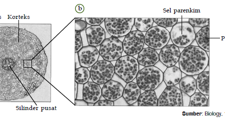 Jaringan Parenkim Kolenkim Sklerenkim Xilem Dan Floem