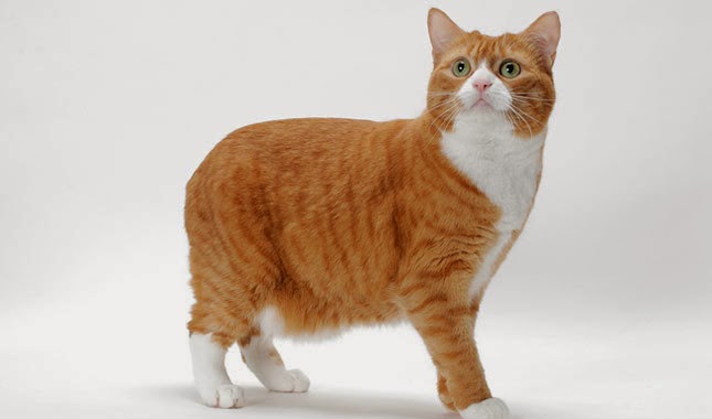 Manx Cats | Atoonandme