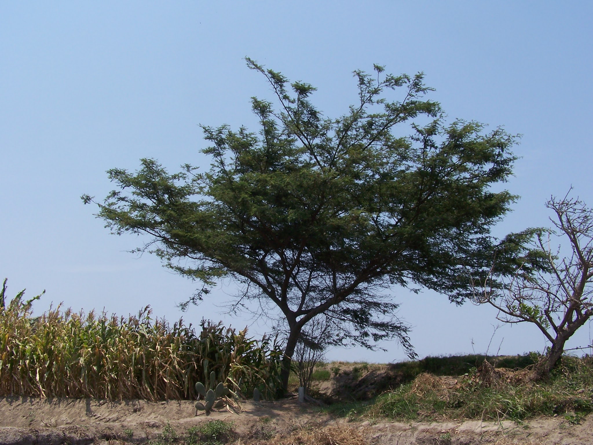 Trabajos de investigacion: Acacia macracantha (Feik, faique ...