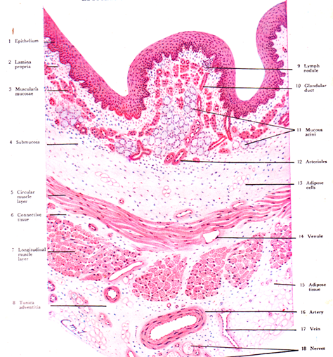 Oesophagus
