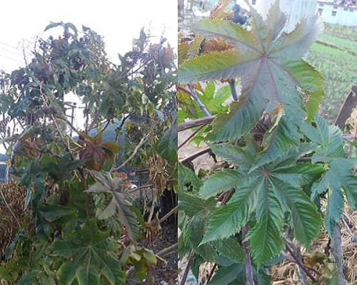 अरंड या एरंड (Castor oil plant)