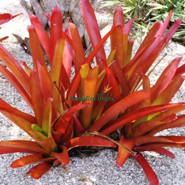 Norm's Nursery: Beautiful Bromeliads