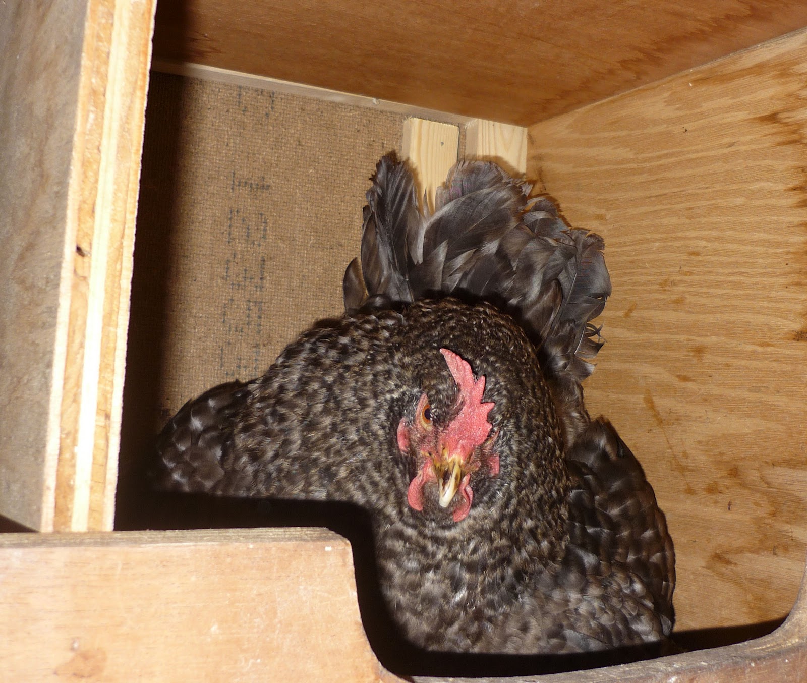 Angle of Repose - Coming to rest: Chickens