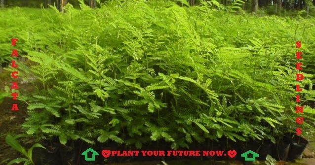 How to Plant Falcata Trees