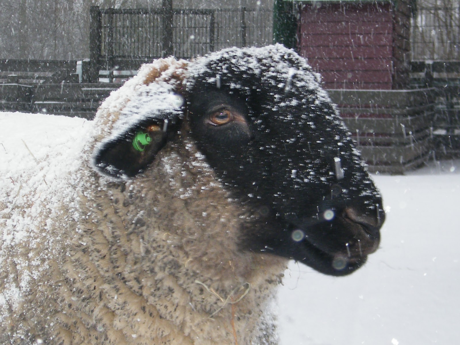 Mostly pictures: Snowy sheep