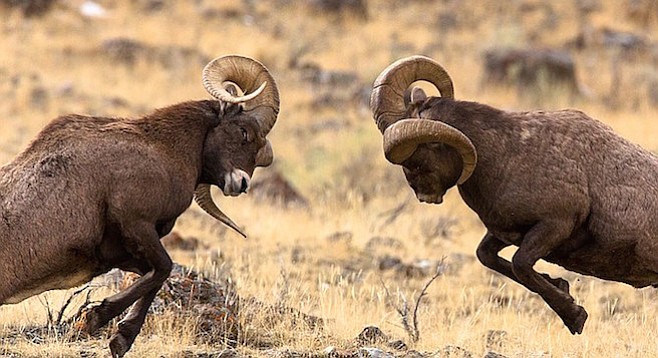 Old European culture: Stoned mouflons