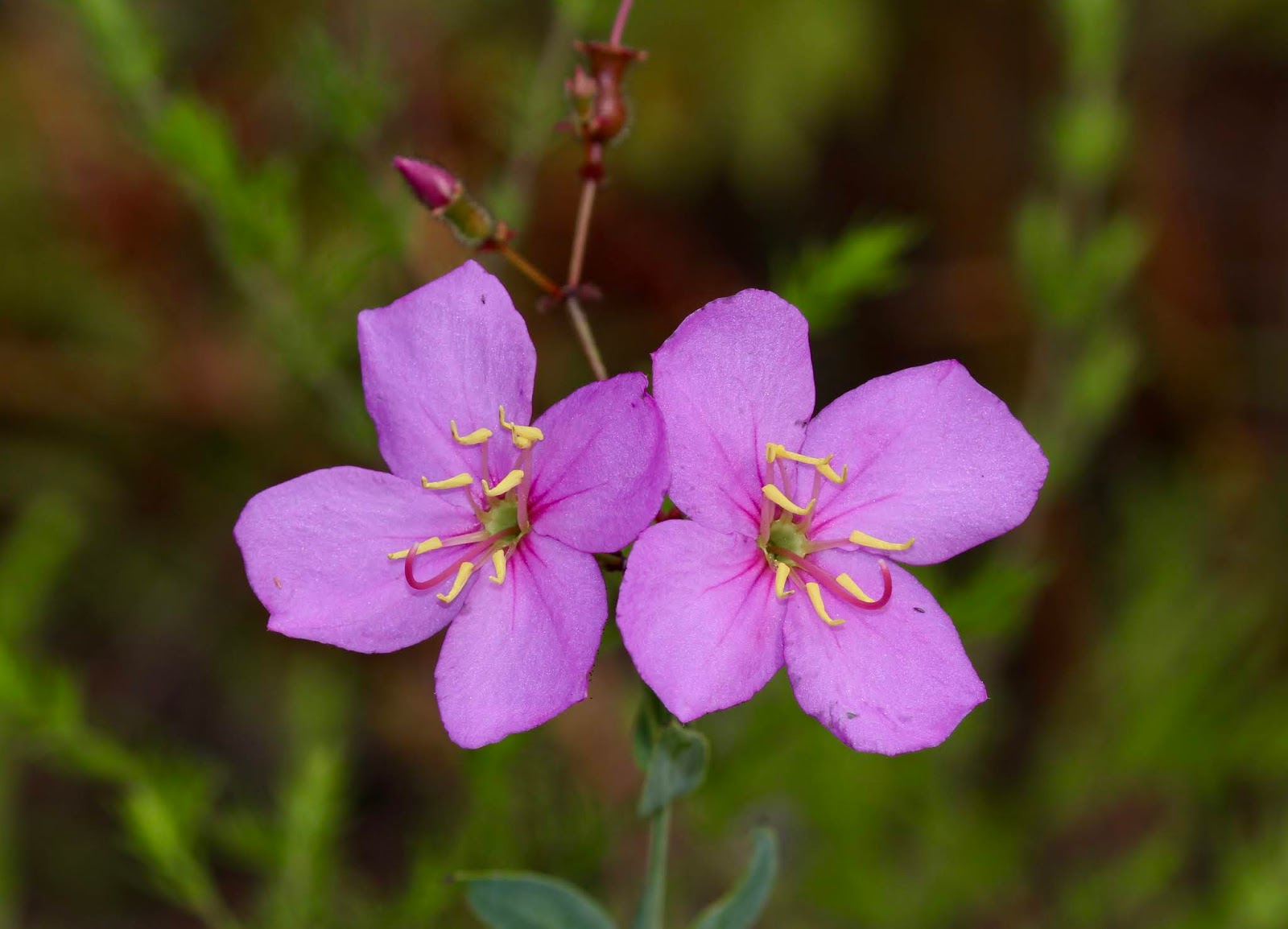 BOTANY NERD
