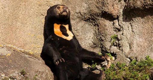 Ecofriendly: Sun Bear