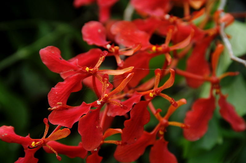 Flora of India: State Flowers of India