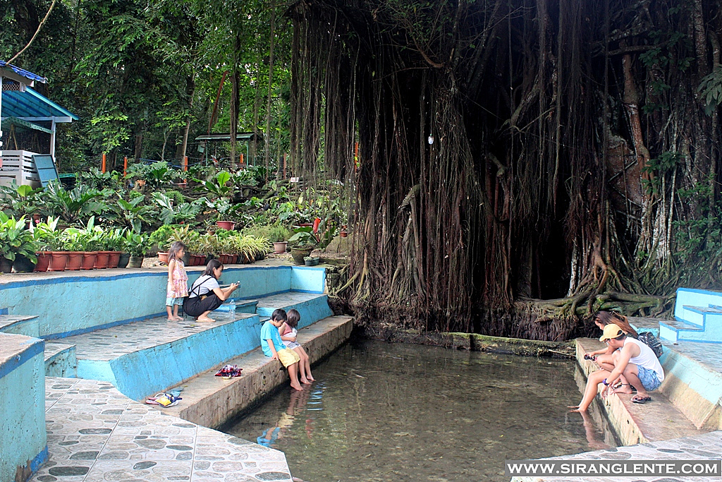 SIRANG LENTE: CENTURY OLD BALETE TREE, Siquijor - a Travel Guide