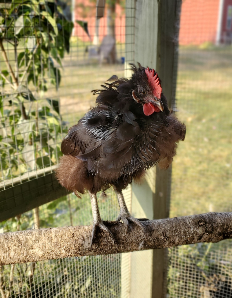 What Is Molting in Backyard Chickens? - Fresh Eggs Daily® with Lisa Steele