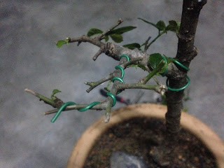Cara Membentuk Ranting Pokok Bonsai | Pokok Sinai
