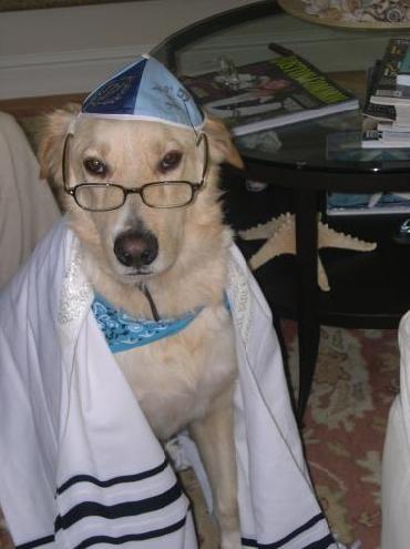Further Left Forum: Dog And Rabbi