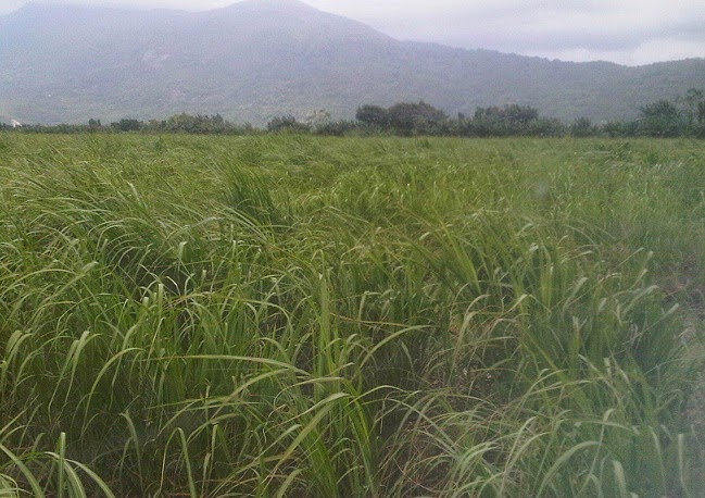 The Types Of Agricultural Systems In the Caribbean: Types Of ...
