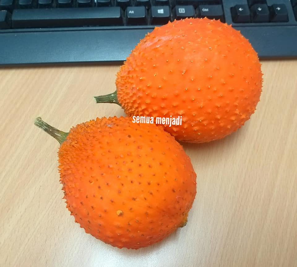 Jualan Benih Tanaman Semua Menjadi: Jualan Istimewa Online Benih Semua ...