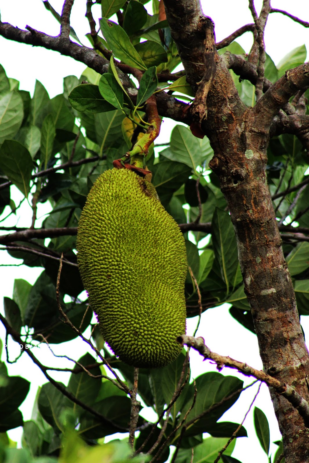 Ako si ANDREW IBOT!: Langka ( Artocarpus heterophylla Lmk)