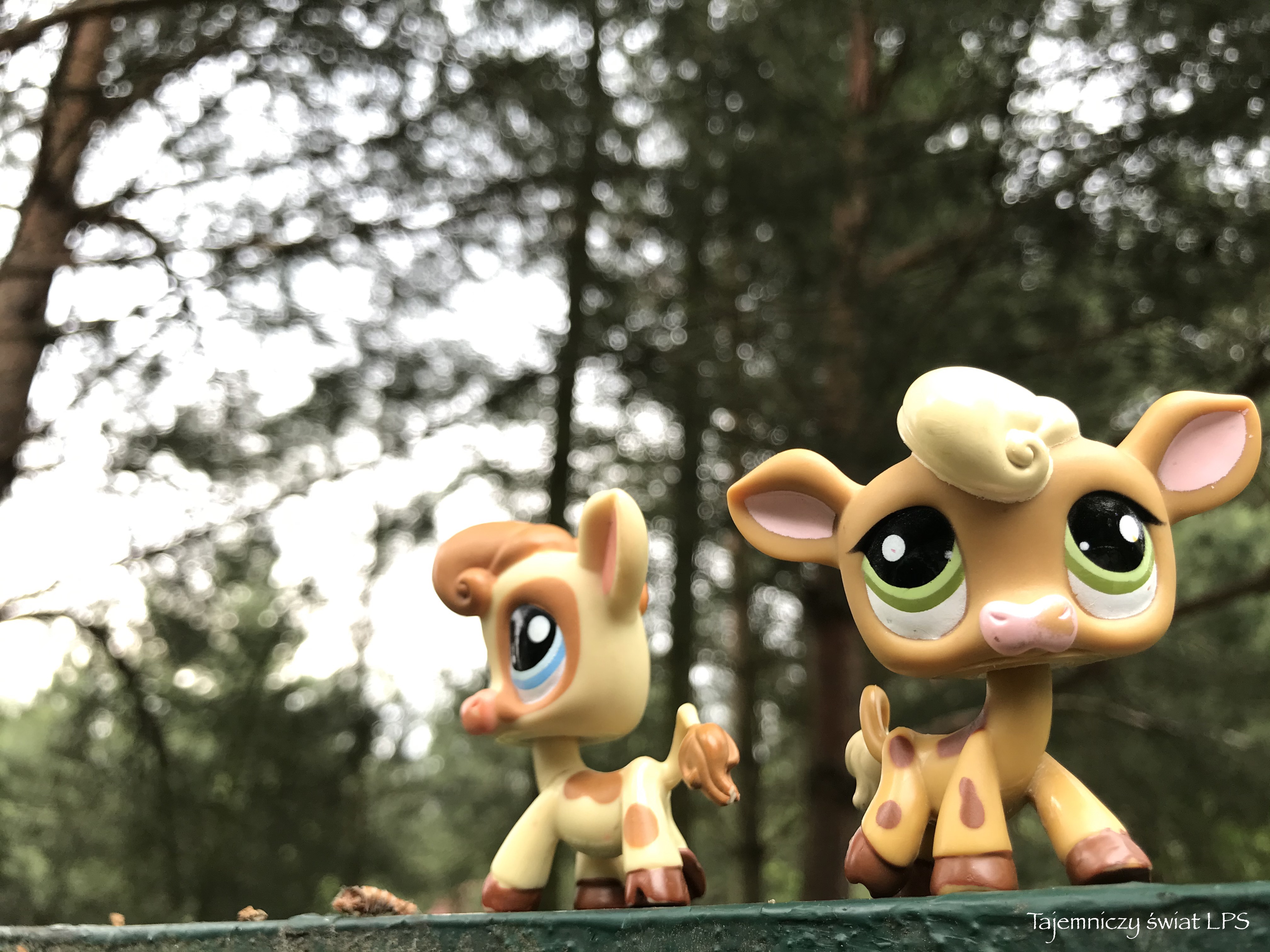 Tajemniczy świat LPS: 63. After a year