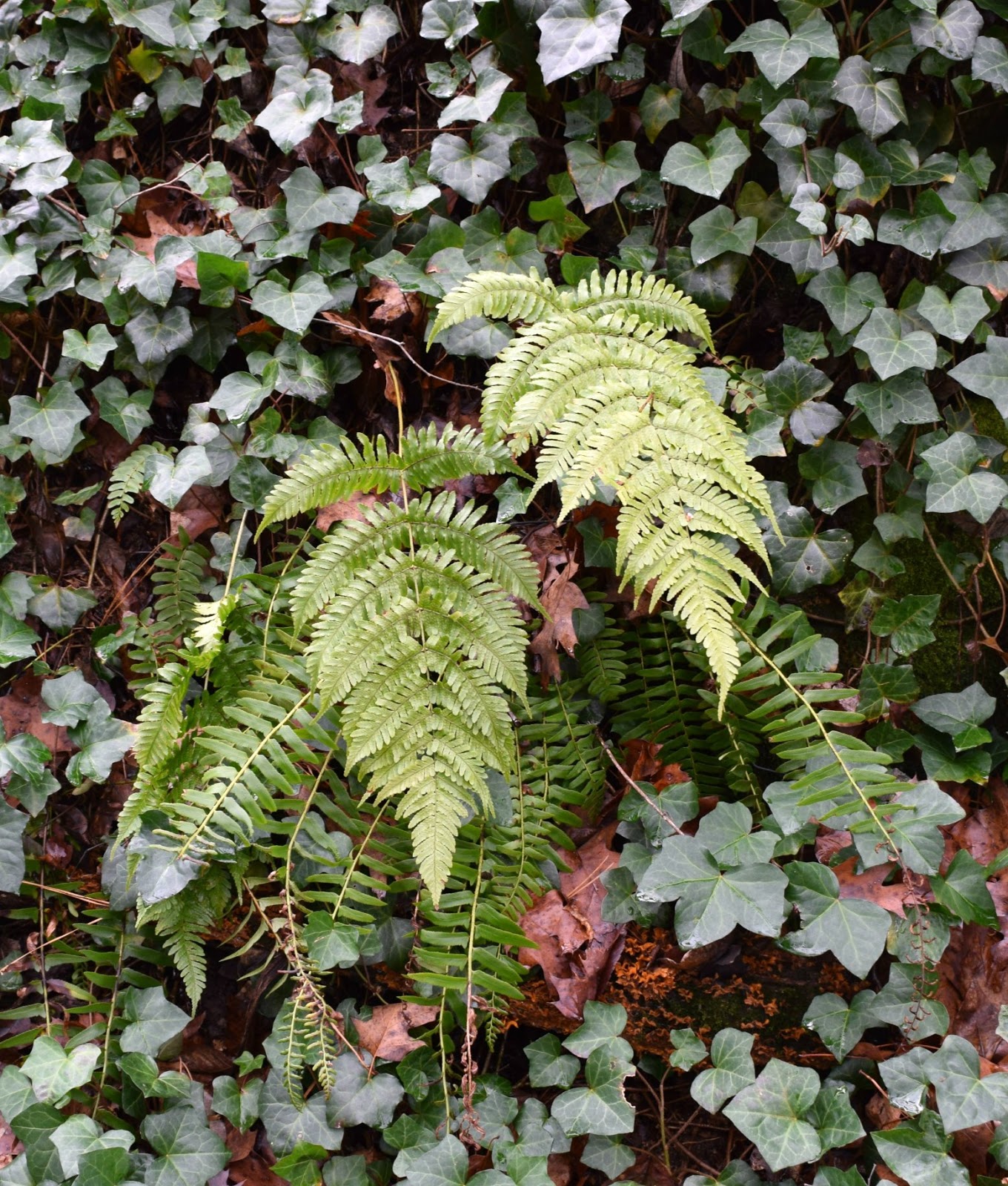 Using Georgia Native Plants: Where Did These Plants Come From?