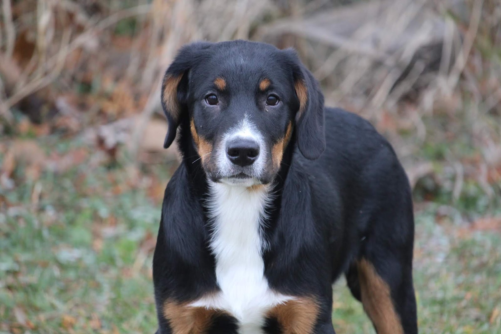 The Rural Quilter: Burmese Mountain Dog