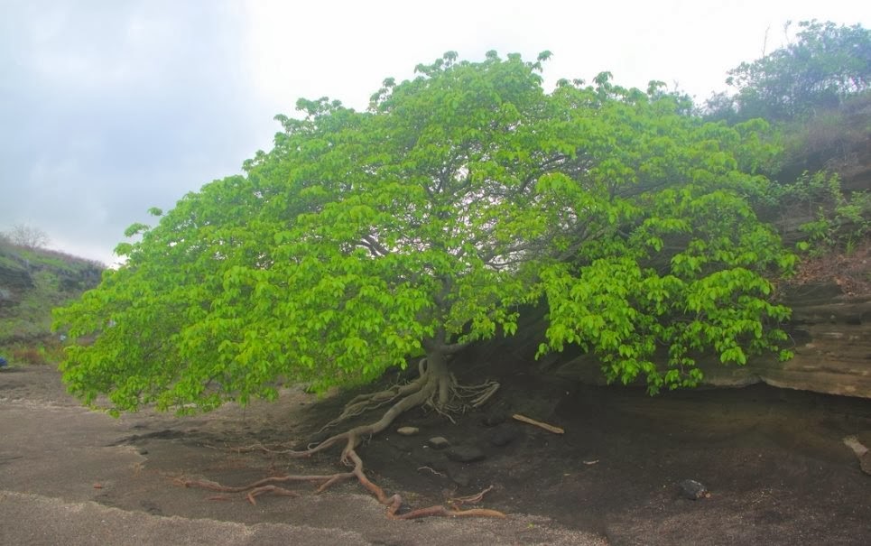 Cantinho da Cher...: Manchineel tree (Hippomane mancinella) - A árvore ...