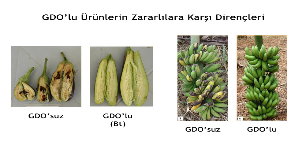 bilgievlerim: GDO Nedir?