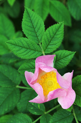The Graceful Art Of Beautifying Existence: Rosa canina (Rosa canina)