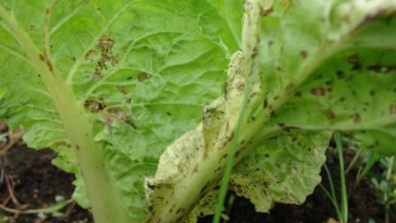 Penyakit Bercak Daun pada Tanaman Sawi (Brassica juncea L ...