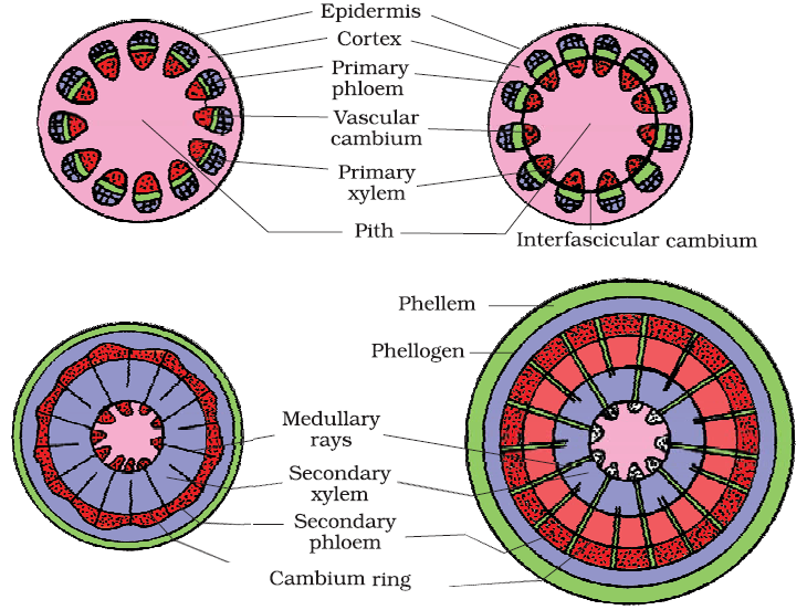 Anatomy of flowering plants - Notes (Class 11) Part 4: Secondary Growth