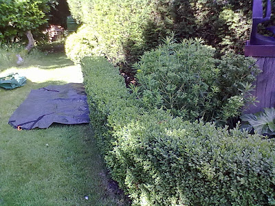 Rachel the Gardener: Box hedges: Time for Topiary
