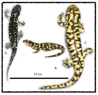Conservation Biology: Tiger Salamanders