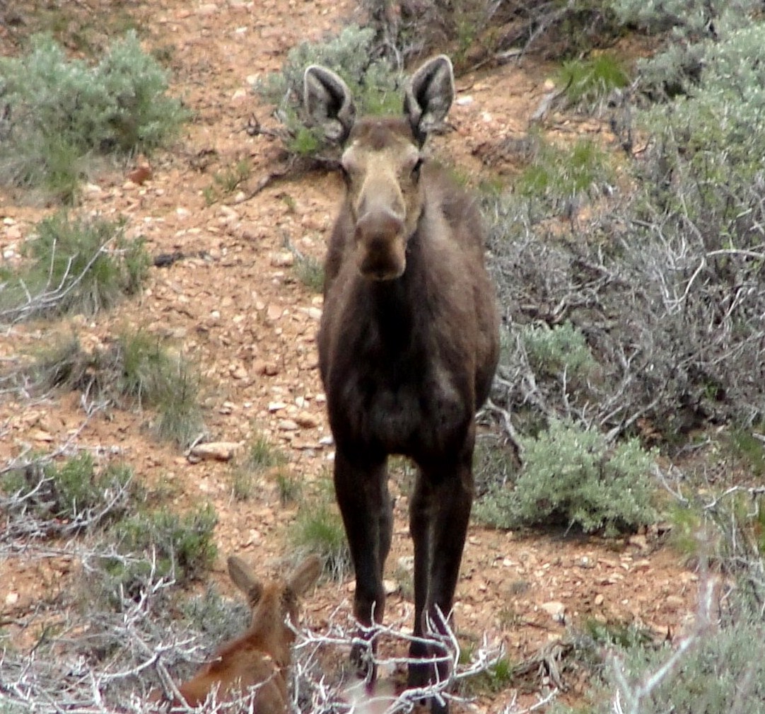 Janie and Steve, Utah Trails: Meet Mama Moose