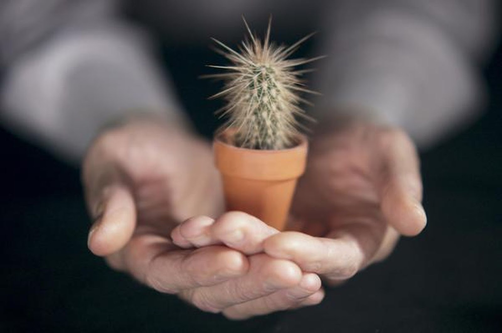 48 Cute Small Cactus Ideas To Maximize Your Interior Design | ARA HOME